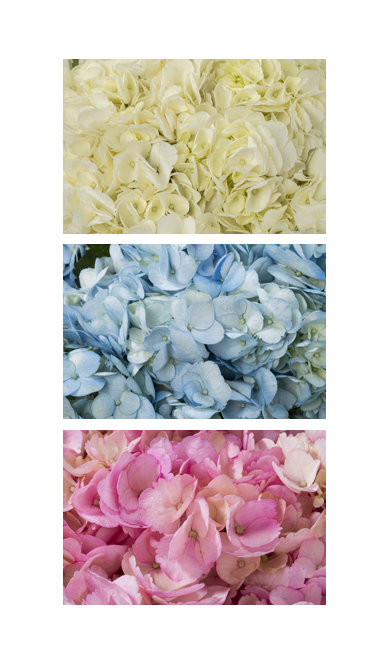 HYDRANGEA ASSORTED – Kroger Wedding Collection