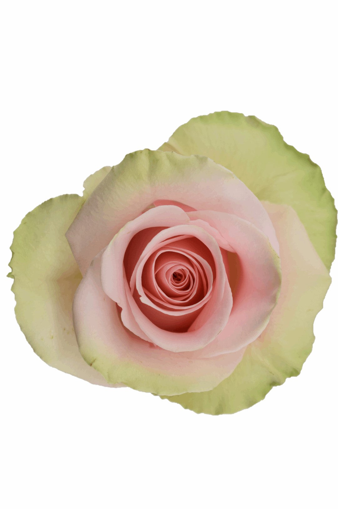 Roses – Kroger Wedding Collection