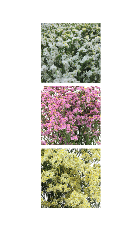 LIMONIUM ASSORTED – Kroger Wedding Collection