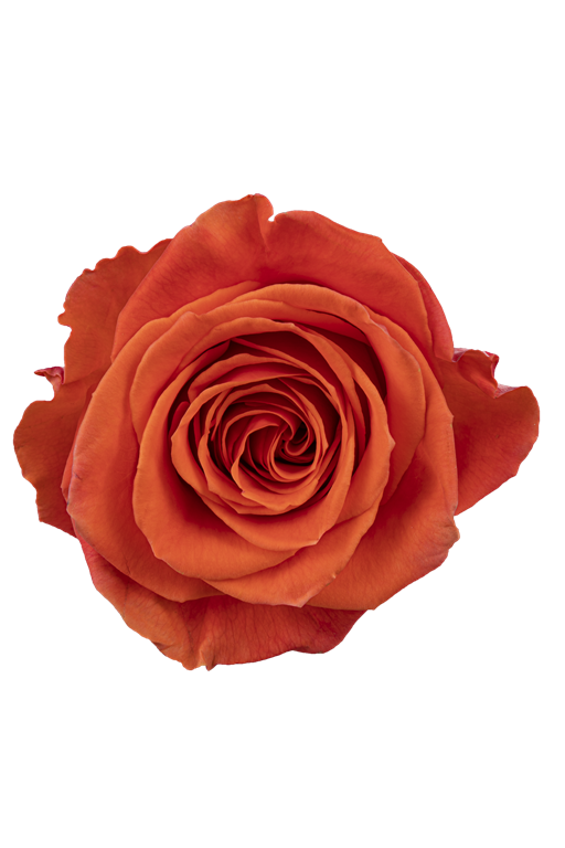 Roses – Kroger Wedding Collection