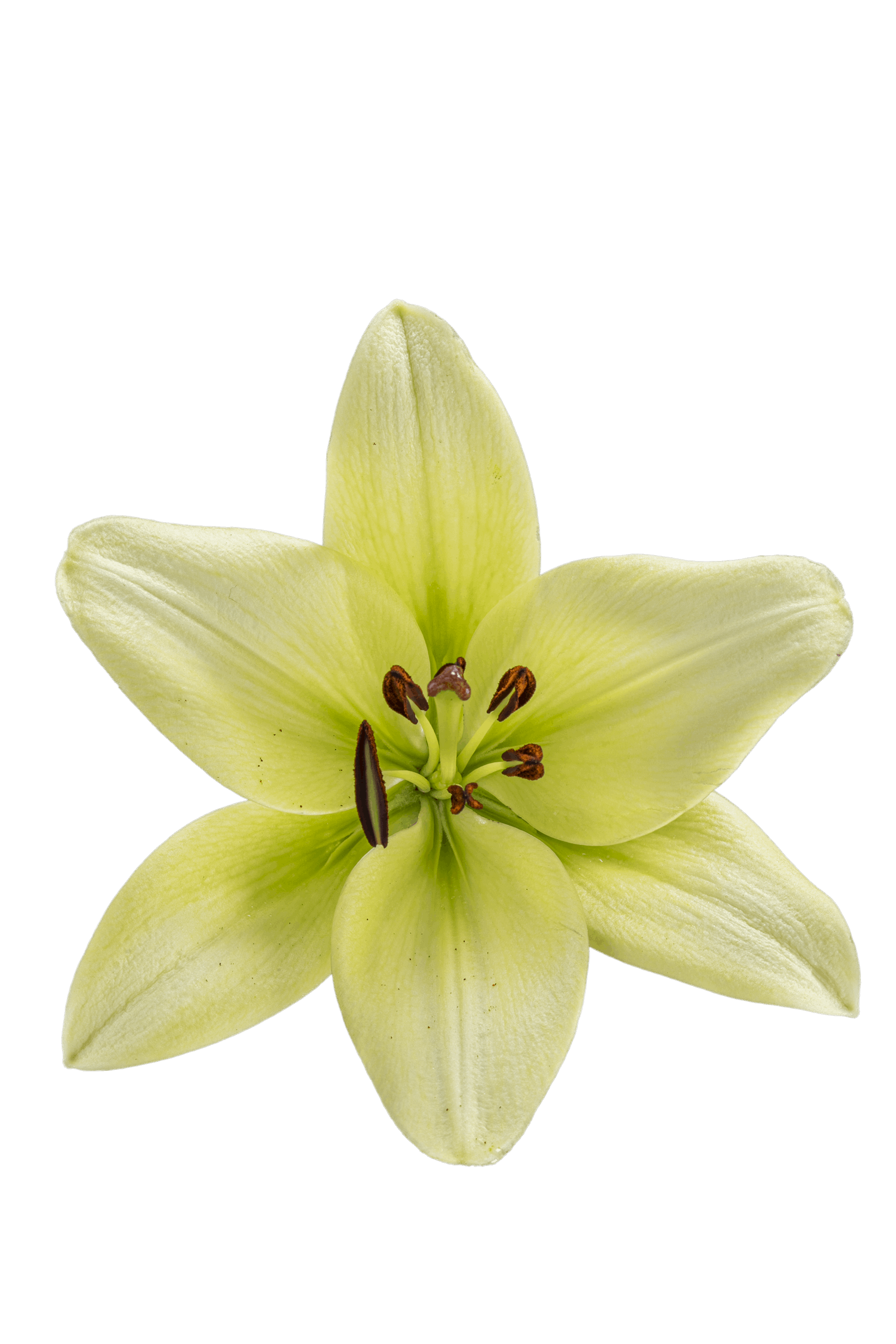 ASIATIC LILY COURIER – Kroger Wedding Collection