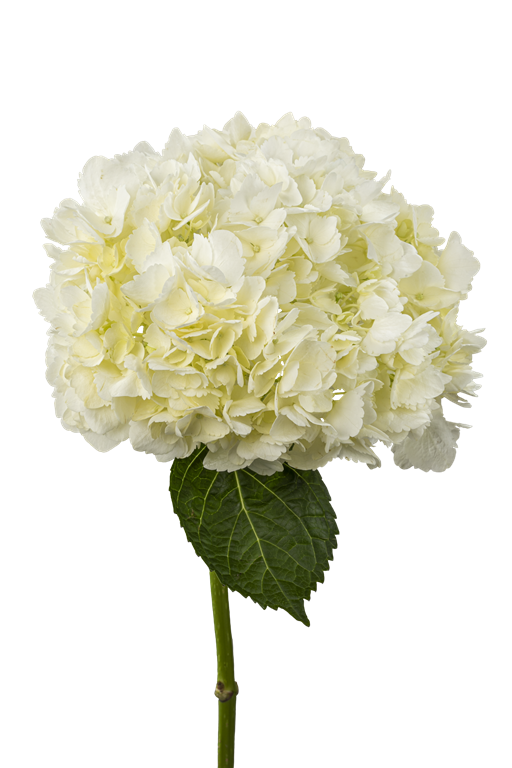 HYDRANGEA WHITE – Kroger Wedding Collection