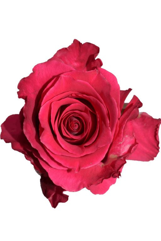 HOT LADY – Kroger Wedding Collection