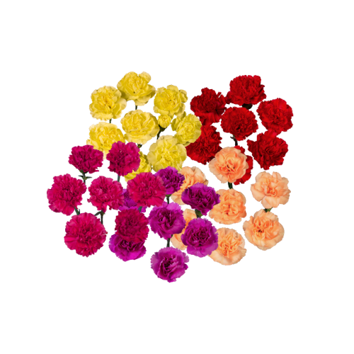 MINI CARNATIONS ASSORTED – Kroger Wedding Collection