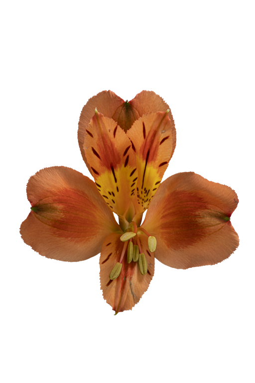ORANGE QUEEN – Kroger Wedding Collection