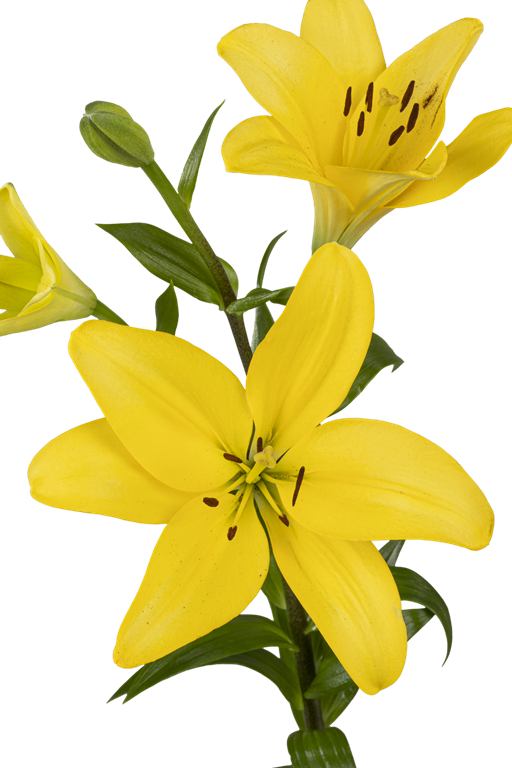 ASIATIC LILY PAVIA – Kroger Wedding Collection
