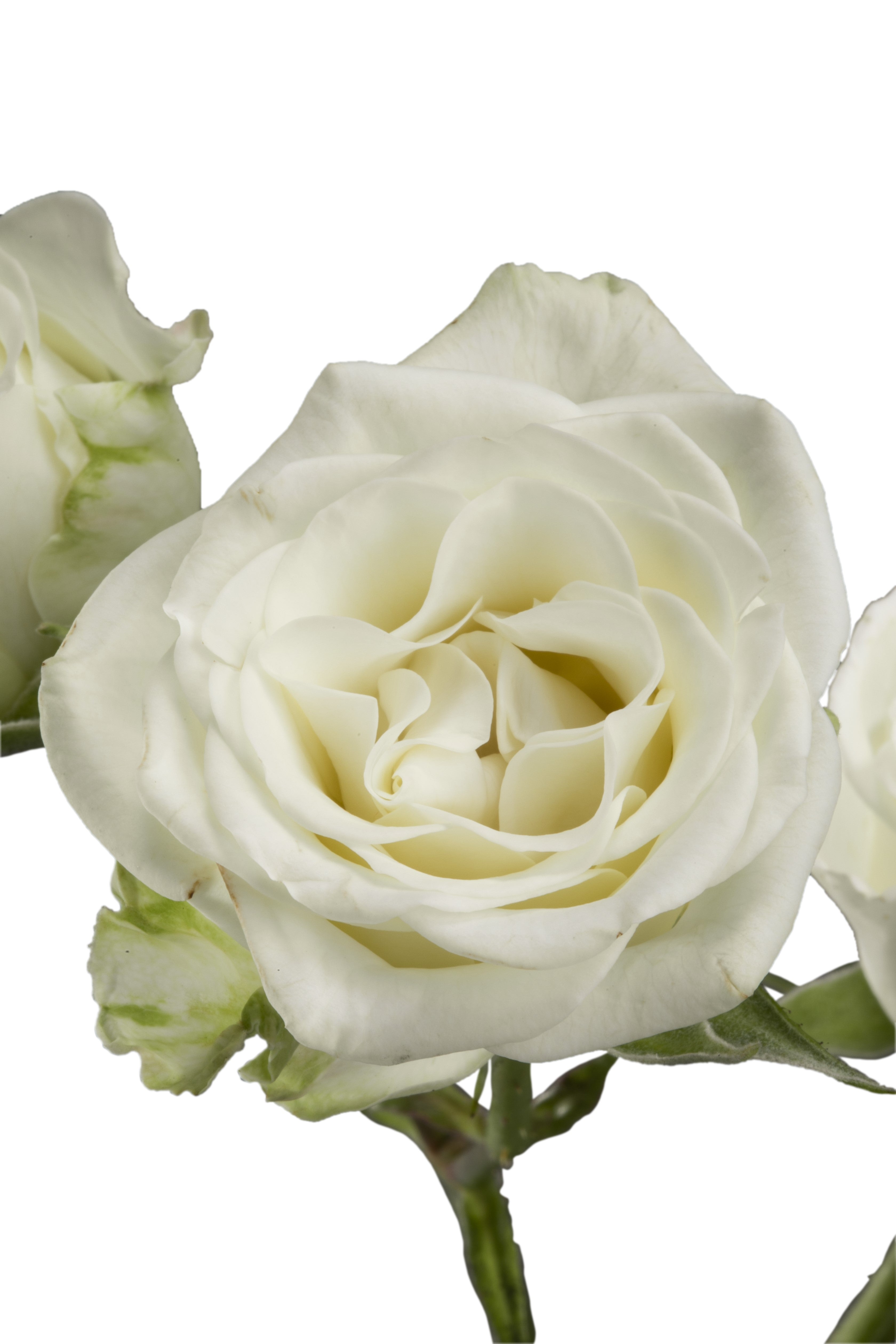 SNOWFLAKE – Kroger Wedding Collection