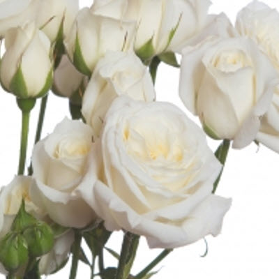 SNOW BUBBLES – Kroger Wedding Collection