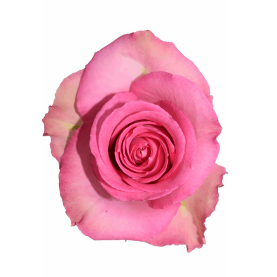 SWEET UNIQUE – Kroger Wedding Collection