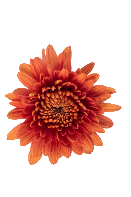 CREMON TUSCA – Kroger Wedding Collection